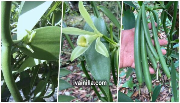 ¿Qué necesita una planta de vainilla para florecer y producir vainas ...
